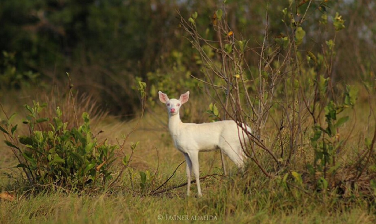 Raro, veado albino é visto e encanta guias de turismo no Pantanal de ...